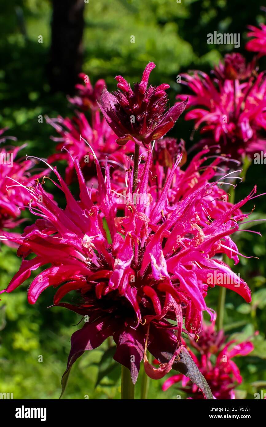 Bergamot Tree High Resolution Stock Photography and Images - Alamy