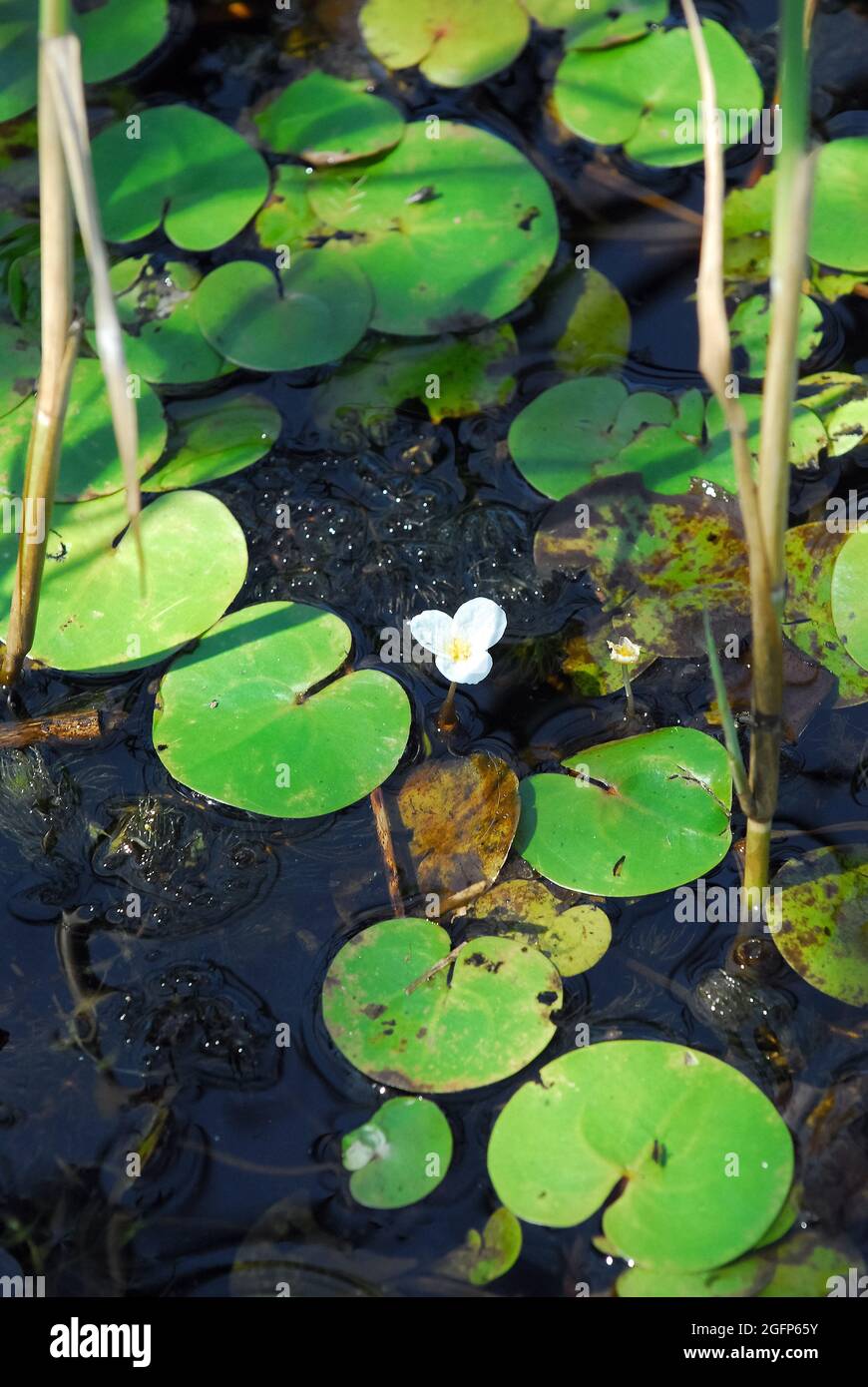 frogbit, Froschbiss, Hydrocharis morsus-ranae, békatutaj, Hungary ...