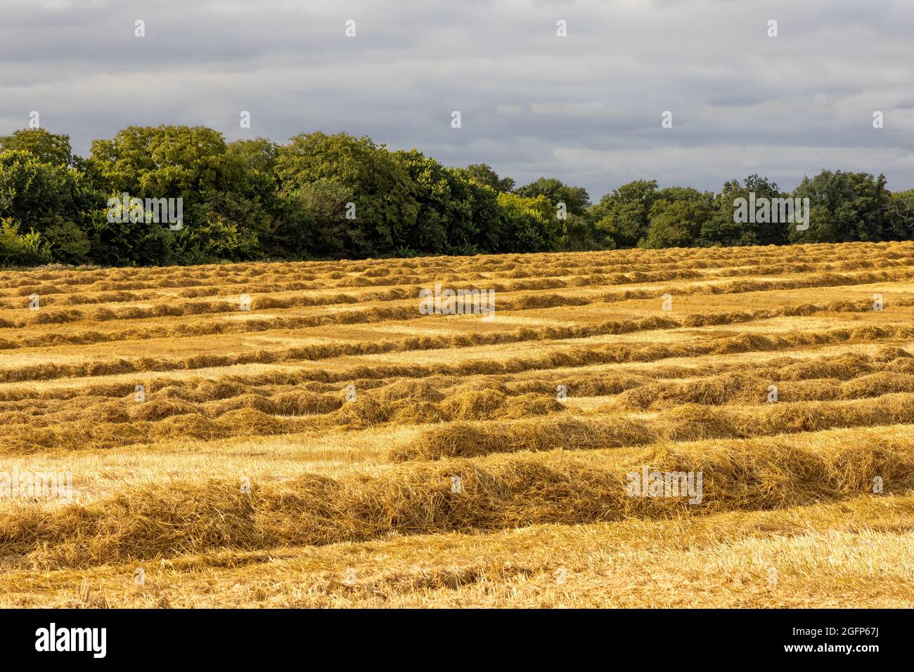 Swath rows hi-res stock photography and images - Alamy