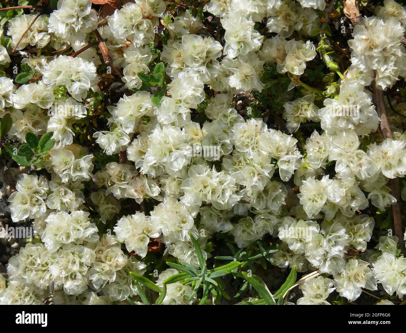 Nelkengewächse, Paronychia cephalotes, ezüstvirág, Hungary ...