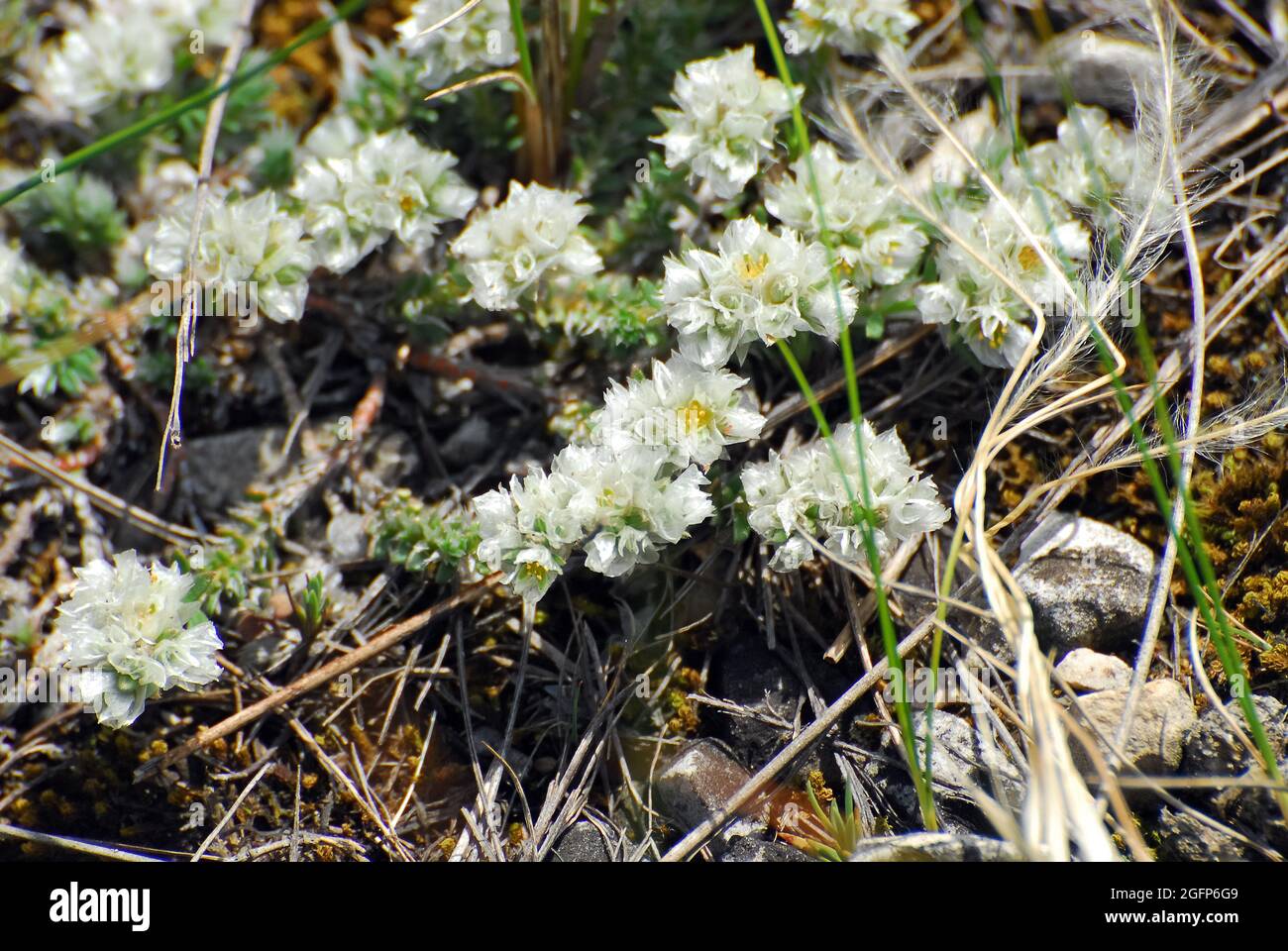 Nelkengewächse, Paronychia cephalotes, ezüstvirág, Hungary ...