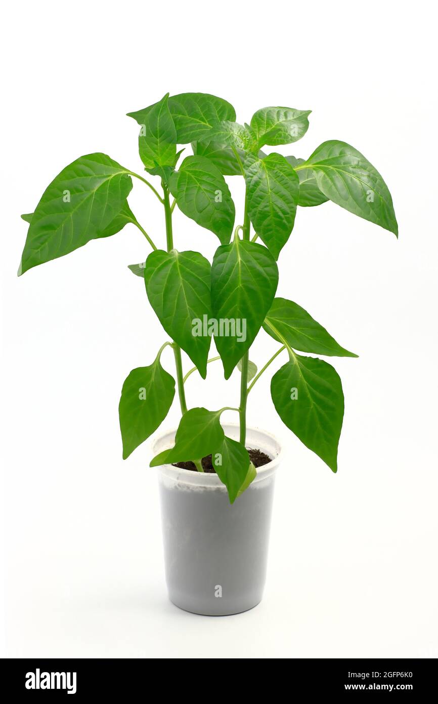 Seedling of pepper close-up isolated on a white background. Young ...