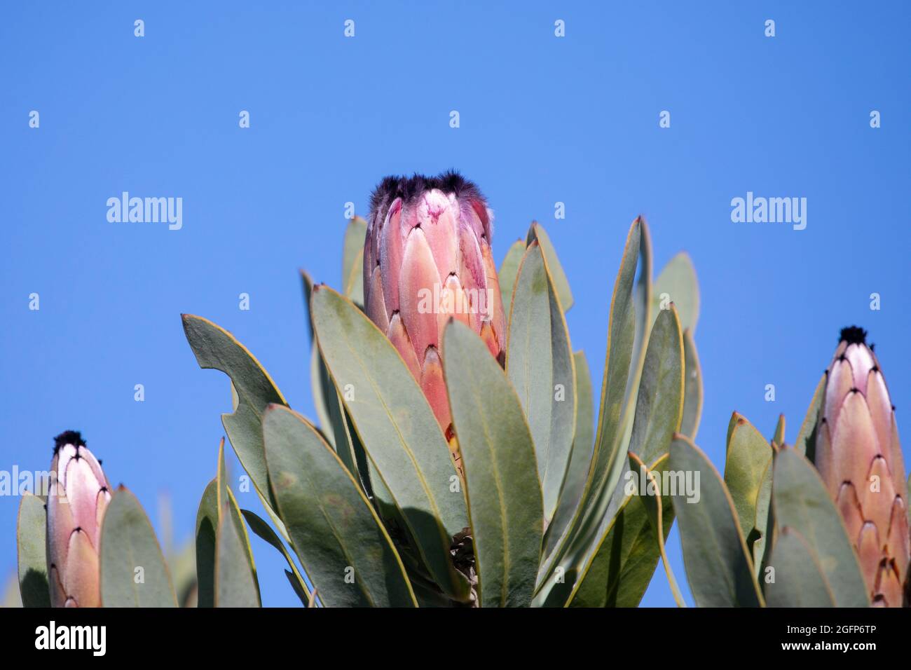 Fynbos flower hi-res stock photography and images - Alamy