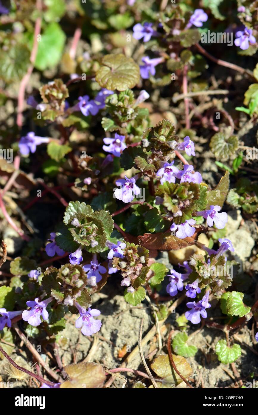 ground-ivy, gill-over-the-ground, Gundermann, Echt-Gundelrebe ...