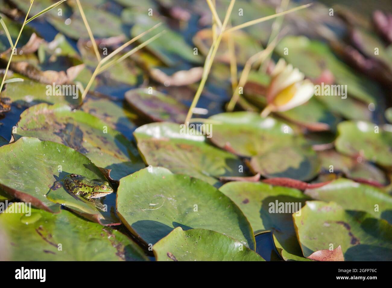 Swamp tree frog hi-res stock photography and images - Alamy