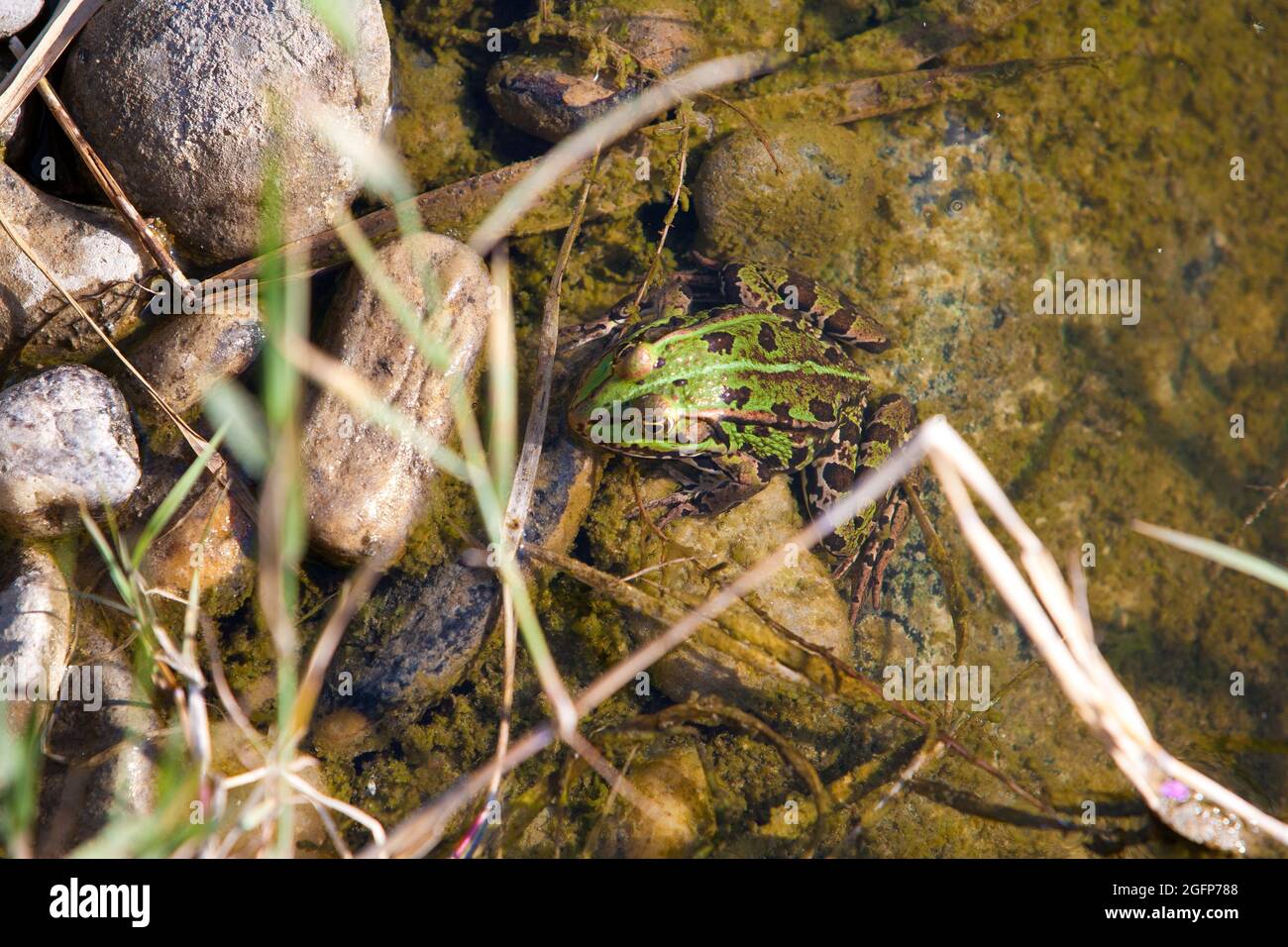 Green tree frog on the surface of a clear water pond looks dreamy and ...