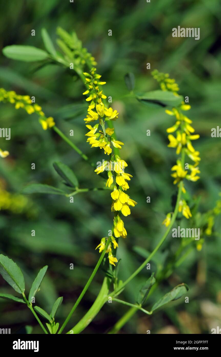 sweet yellow clover, yellow melilot, Gelber Steinklee, Melilotus ...