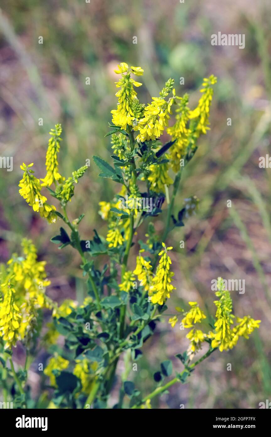 sweet yellow clover, yellow melilot, Gelber Steinklee, Melilotus officinalis, orvosi somkóró ...