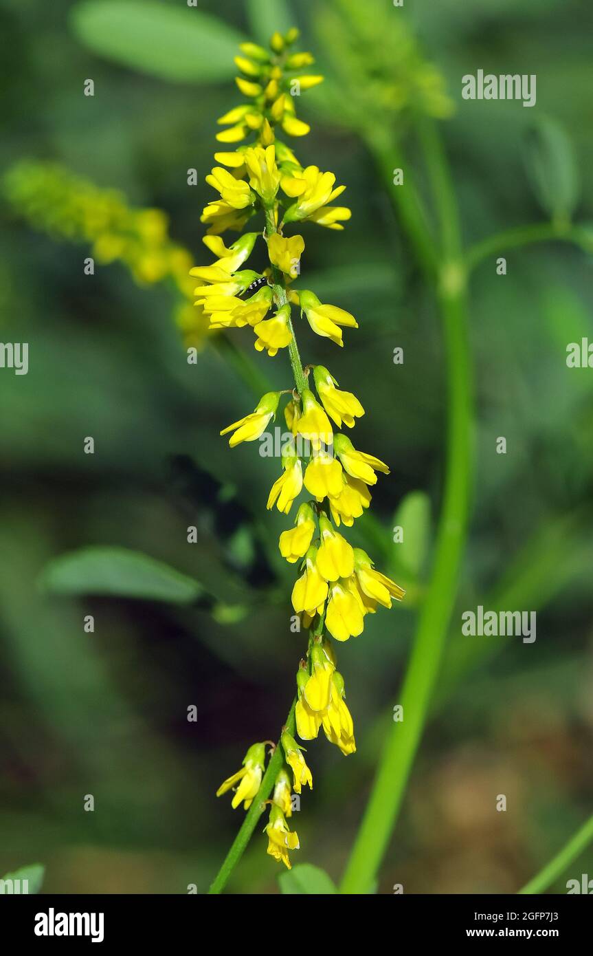 sweet yellow clover, yellow melilot, Gelber Steinklee, Melilotus ...