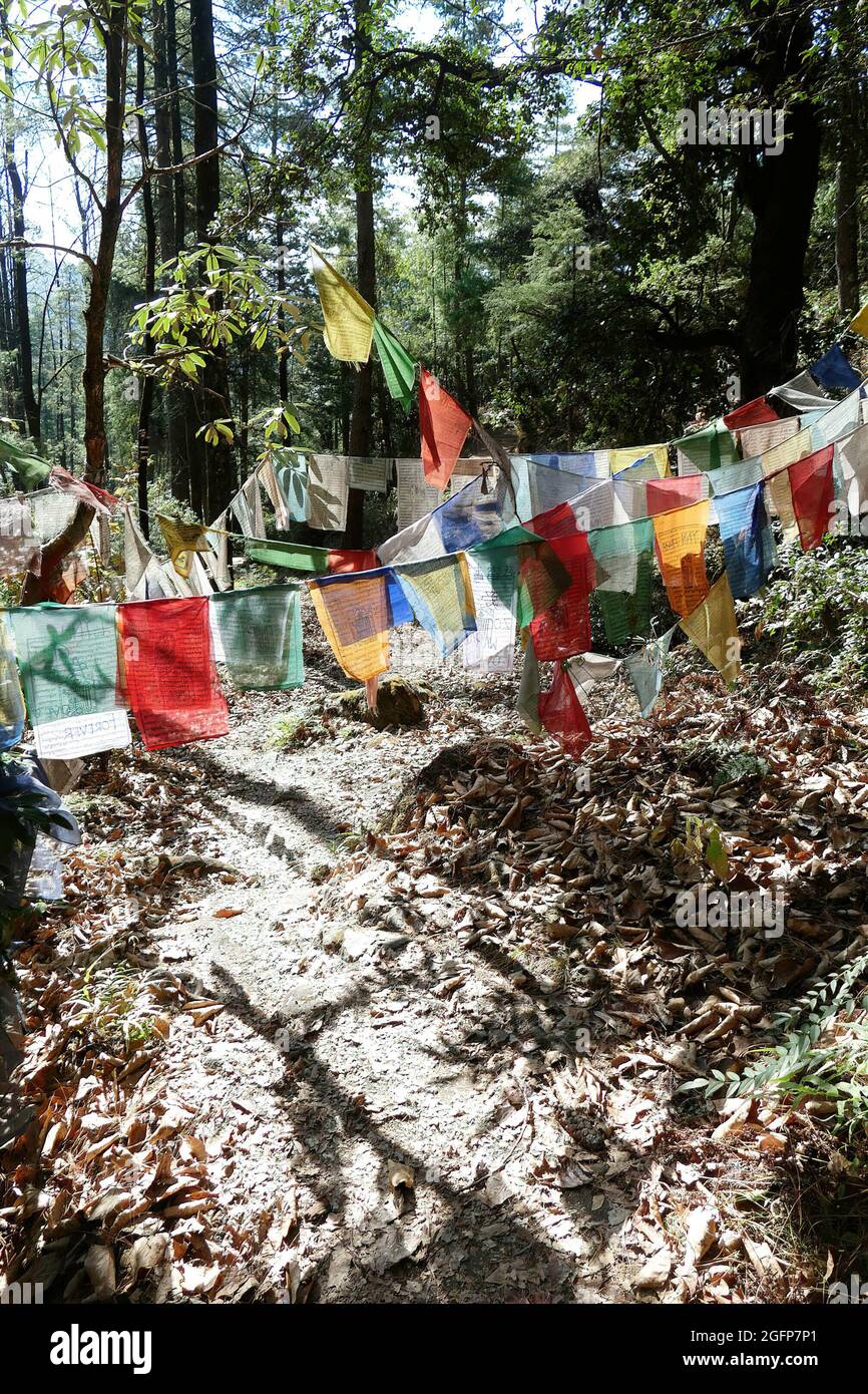 View of colorful Buddhist prayer flags in the forest Stock Photo - Alamy