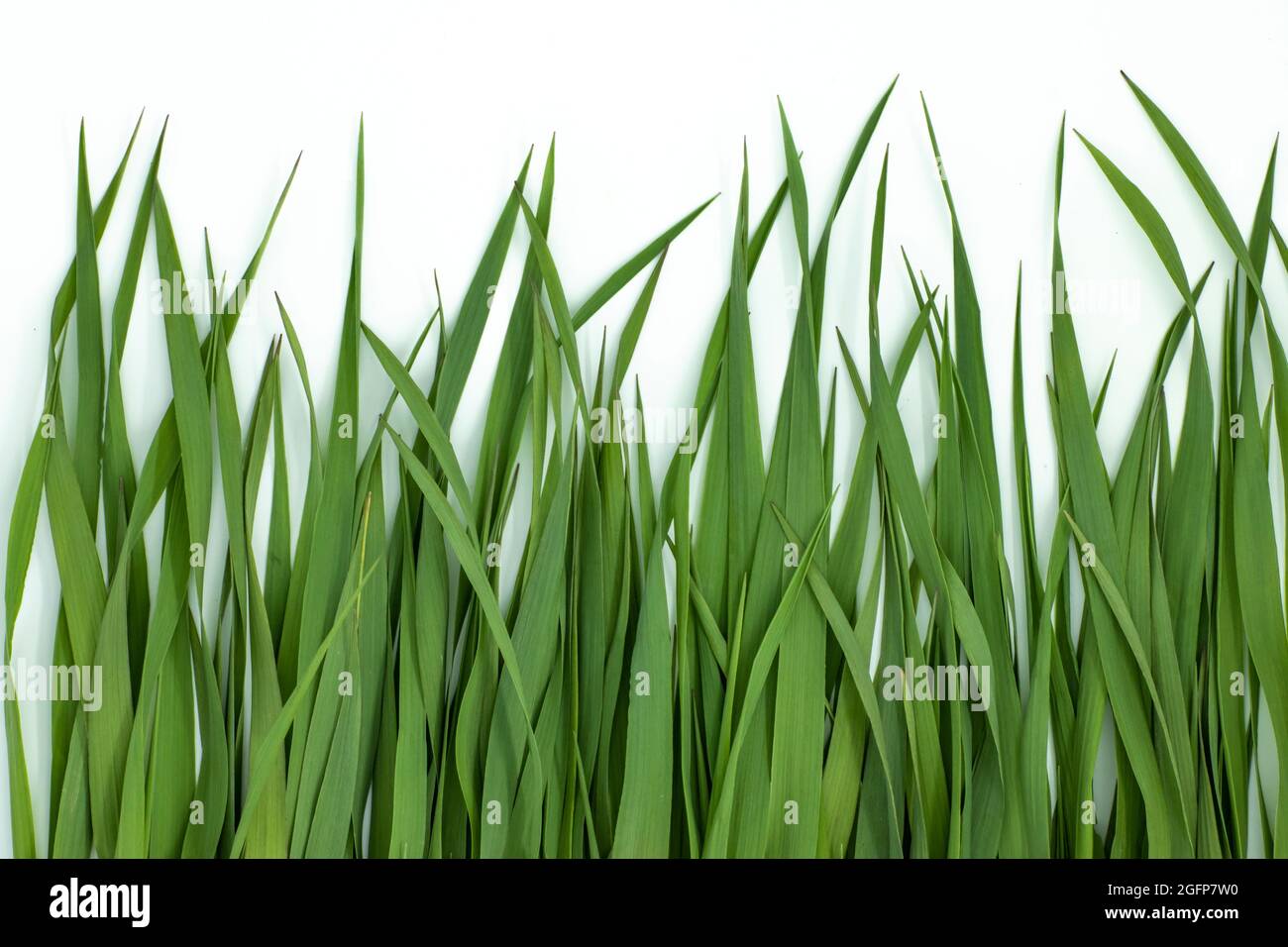 Green grass on a white background close-up, side view Stock Photo - Alamy