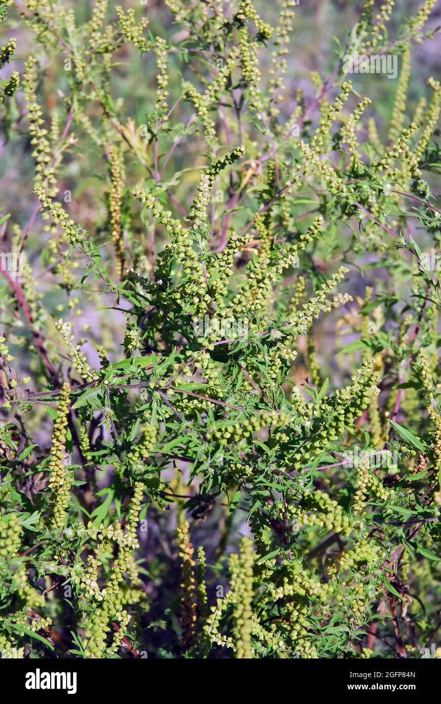 common ragweed, annual ragweed, low ragweed, Beifußblättrige ...