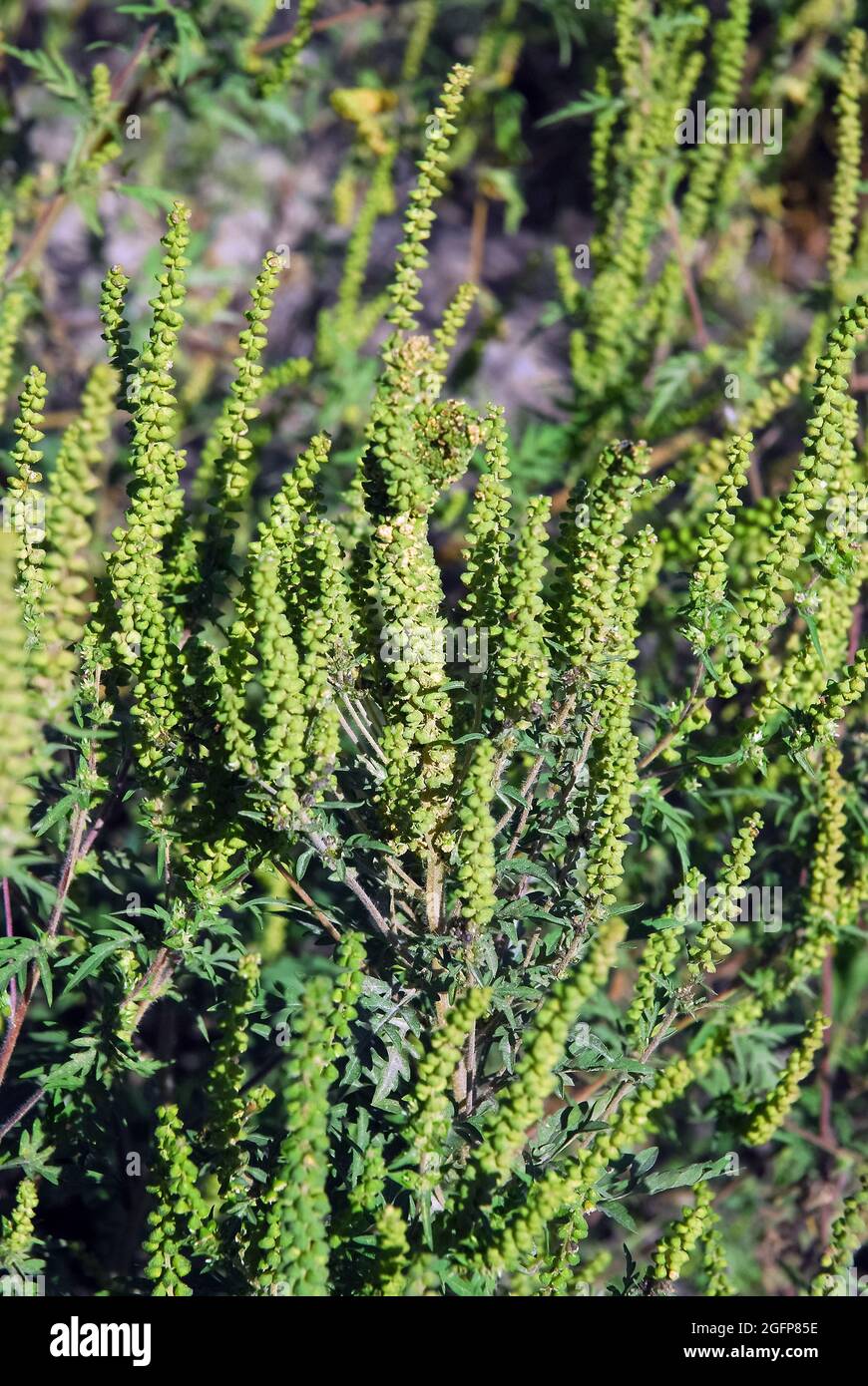 common ragweed, annual ragweed, low ragweed, Beifußblättrige ...