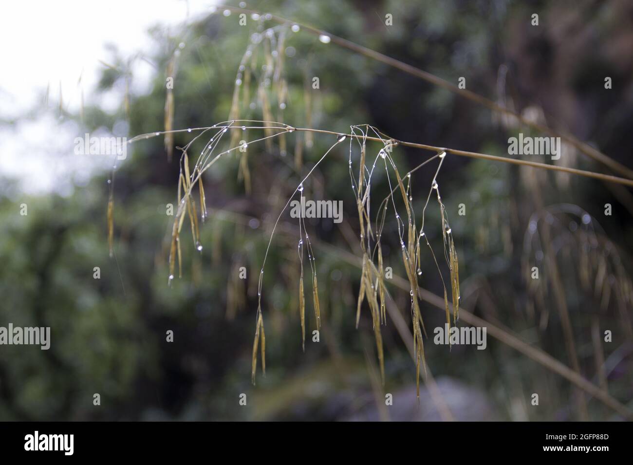 Closeup shot of waterdrops on dried plants Stock Photo - Alamy