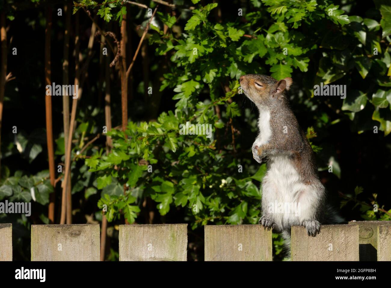 Sciurus linnaeus hi-res stock photography and images - Alamy