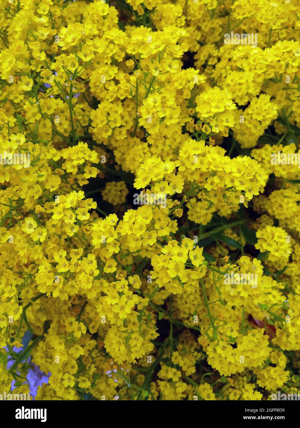 basket of gold, goldentuft alyssum, golden alyssum, Felsensteinkraut ...