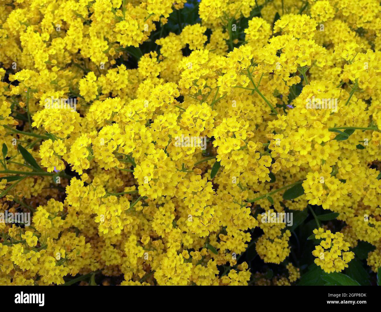 basket of gold, goldentuft alyssum, golden alyssum, Felsensteinkraut ...