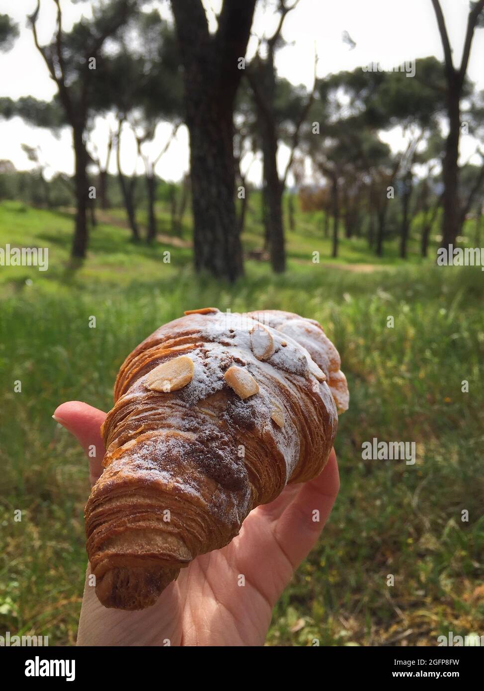 Closeup shot of a croissant on hand with nature in the background Stock ...