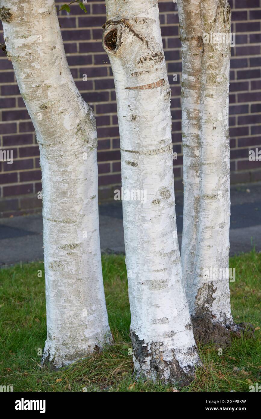 Three silver birch tree trunks Stock Photo - Alamy