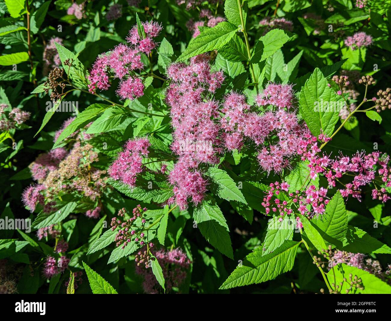 Pink flowering spirea bush in the park Stock Photo - Alamy
