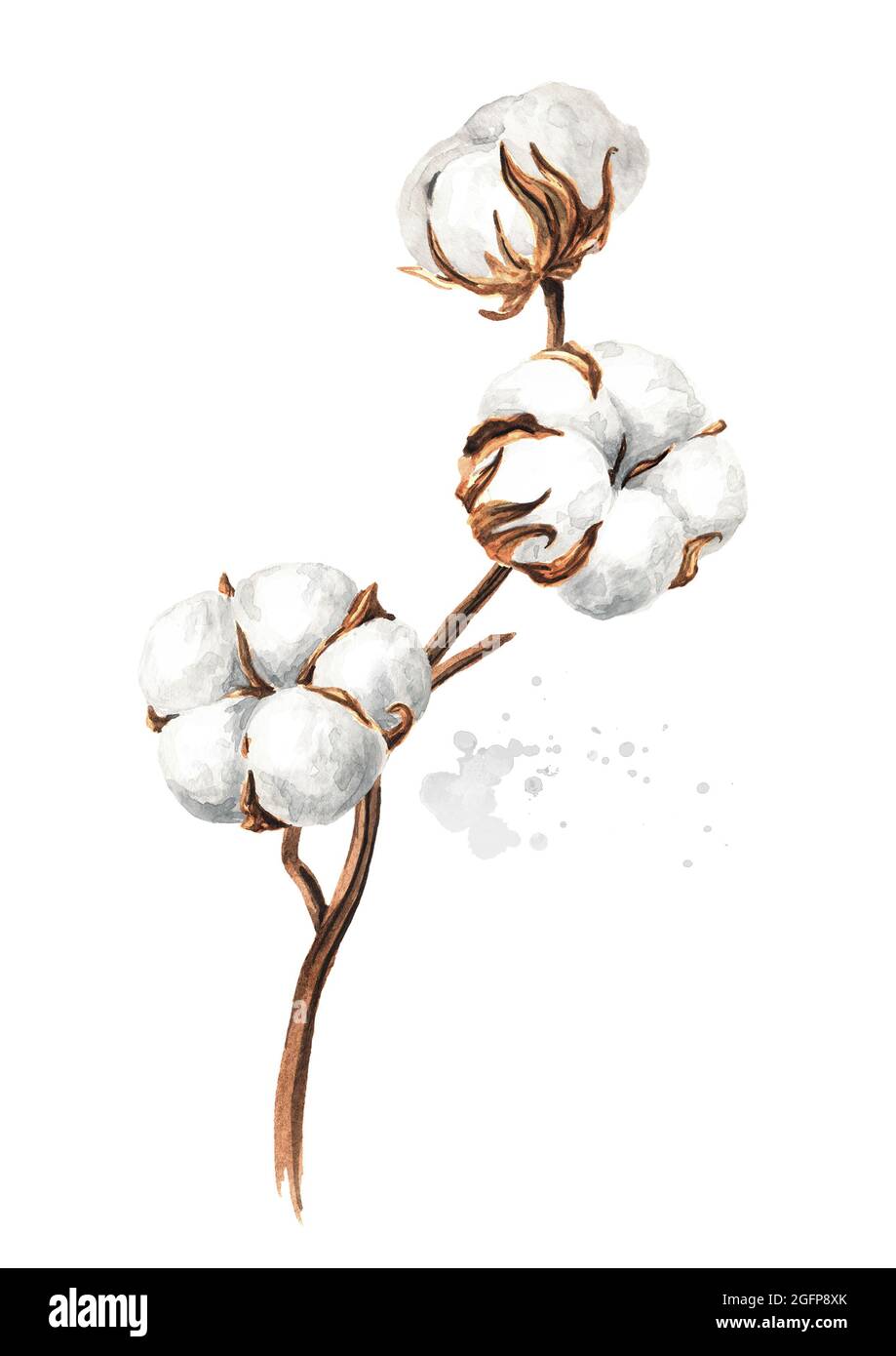 Cotton Boll Drawing