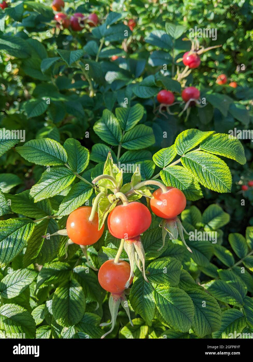 Orange rose hips on a bush, used in medicine as a medicinal tea. Close ...