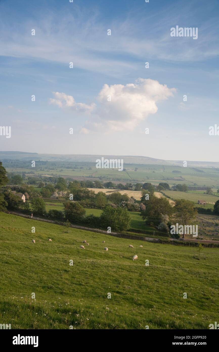 A view of the Yorkshire countryside in summer near Leyburn, North ...