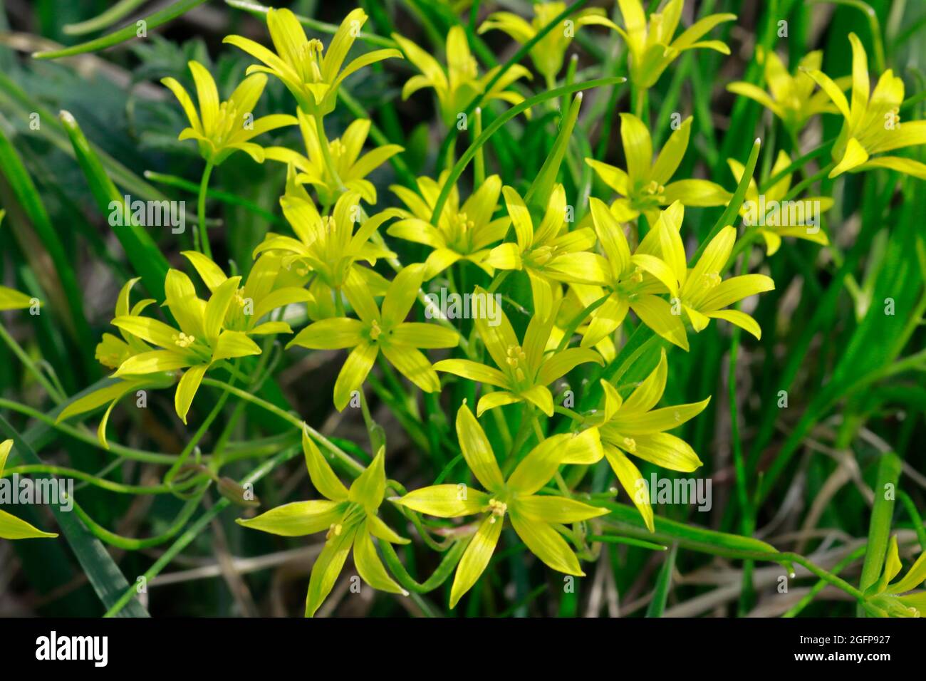 Small yellow wildflowers in the meadow photo Stock Photo - Alamy