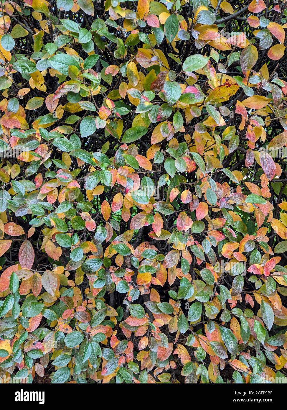 Autumn bushes foliage background, beautiful fall foliage background ...