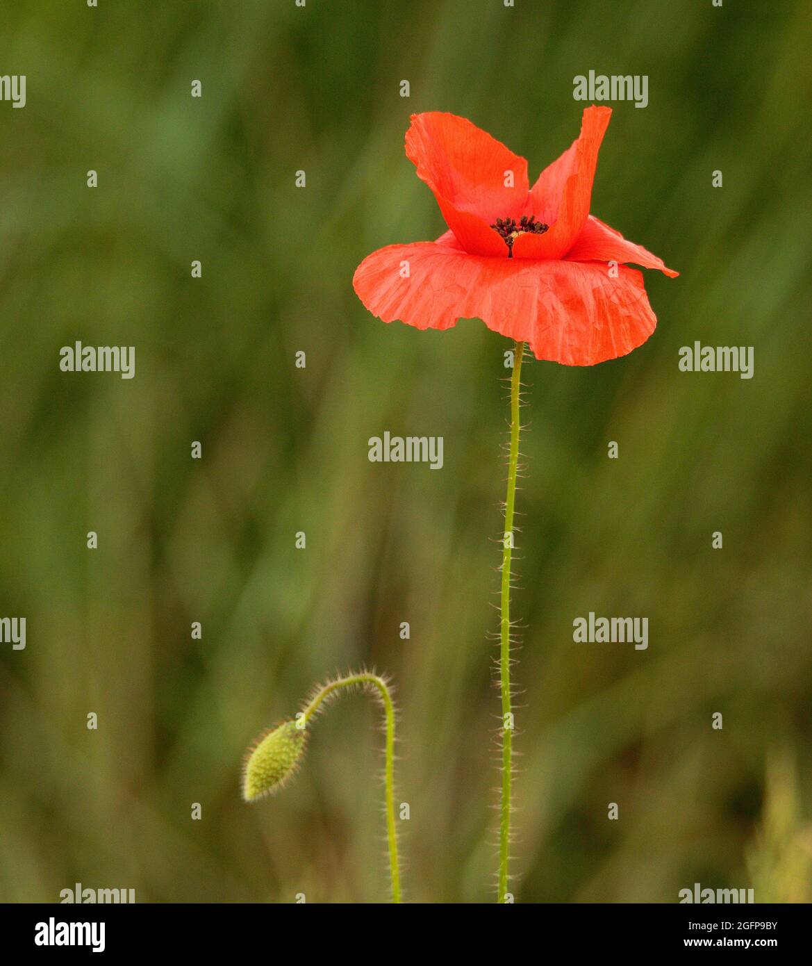 Irish poppy hi-res stock photography and images - Alamy
