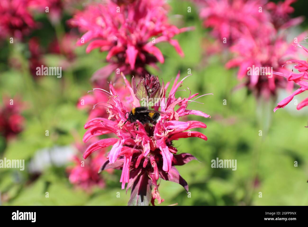 Bergamot blooms beautifully in the garden, is used as an aromatic ...