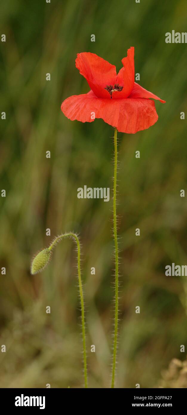 Irish poppy hi-res stock photography and images - Alamy