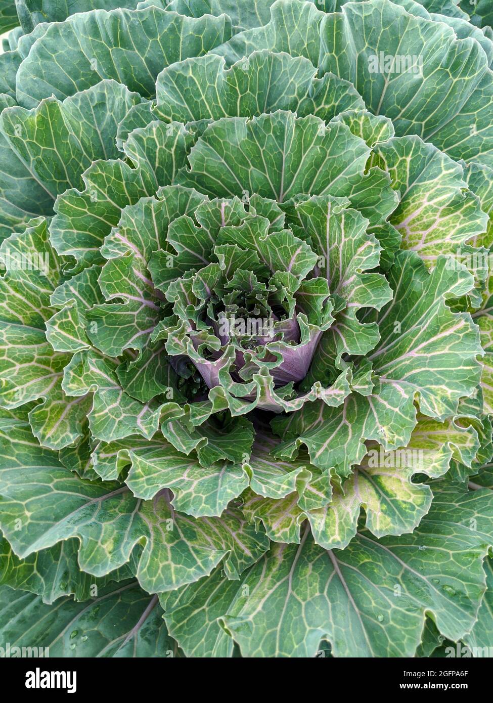 Ornamental cabbage close-up for design packaging and advertising Stock ...