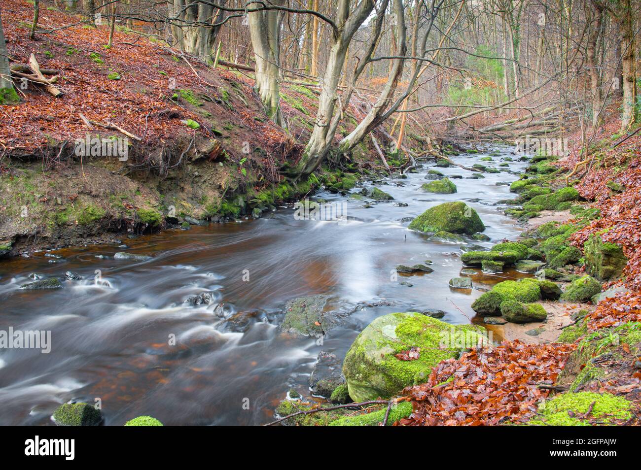 Stream in a forest Stock Photo - Alamy