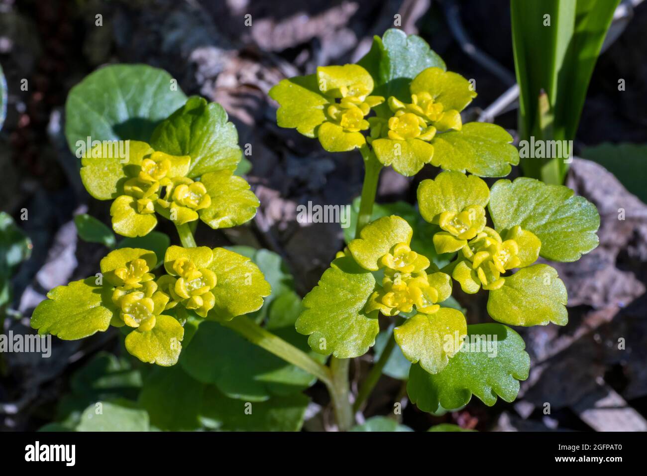 Chrysosplenium alternifolium is a medicinal plant used in medicine as a ...