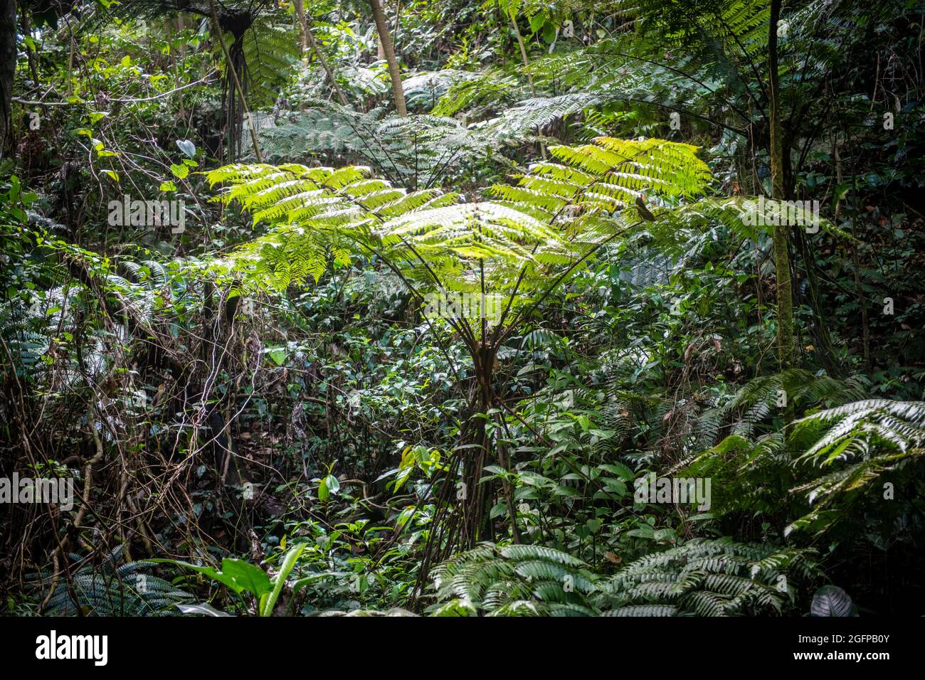 A plant with large leaves in a tropical forest - Puerto Rico Stock ...
