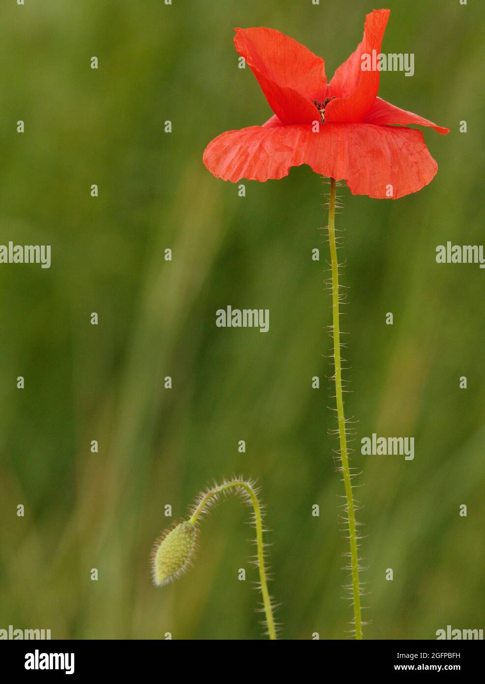 Farming poppy seeds hi-res stock photography and images - Alamy