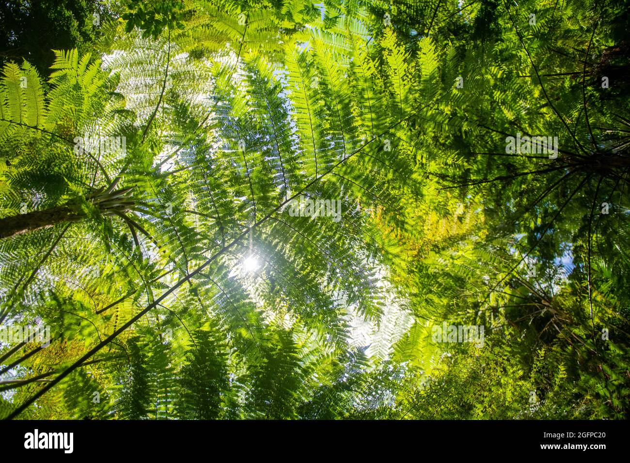 Leafy canopy hi-res stock photography and images - Alamy