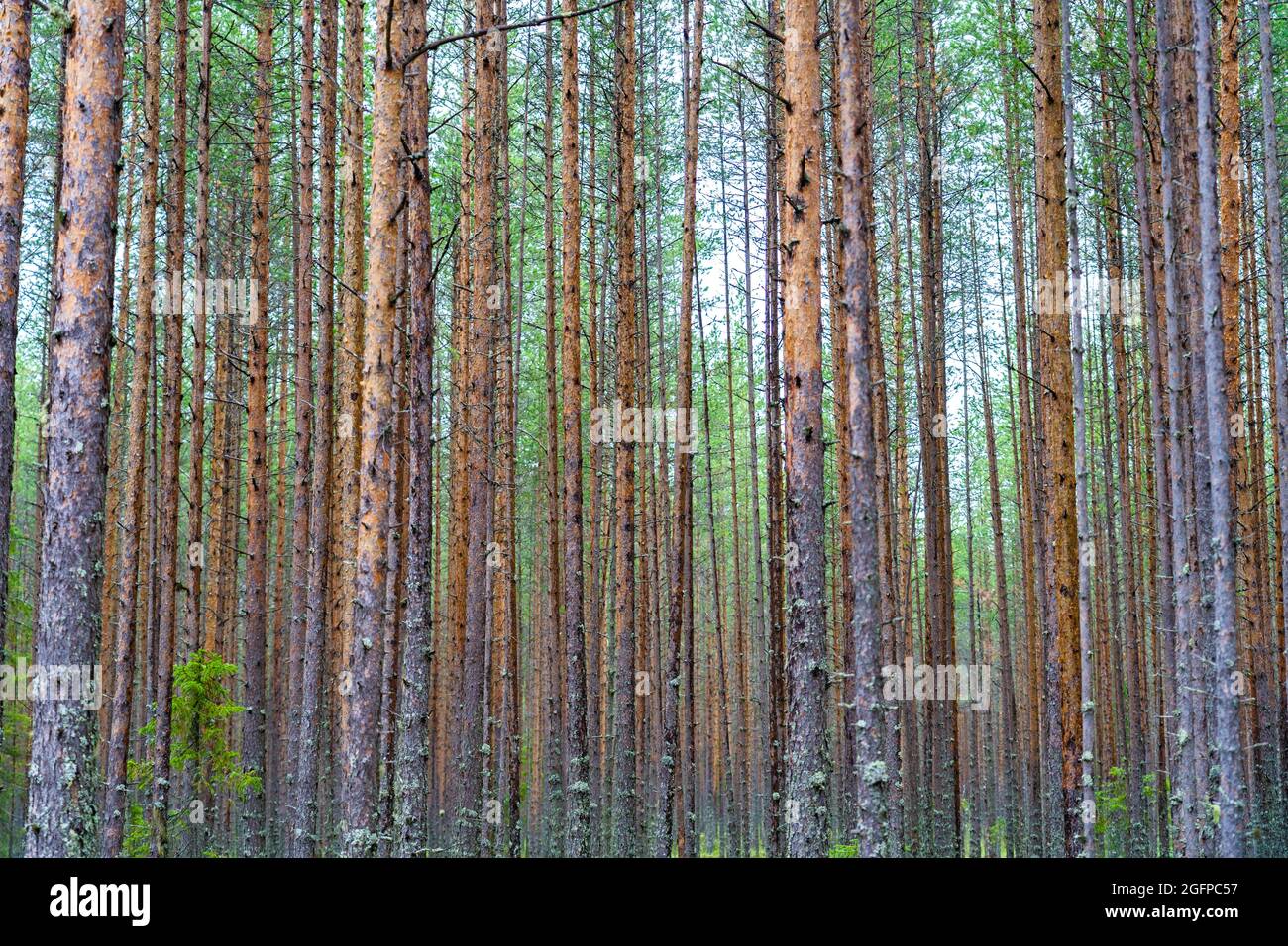 Tall straight pine tree crown hi-res stock photography and images - Alamy