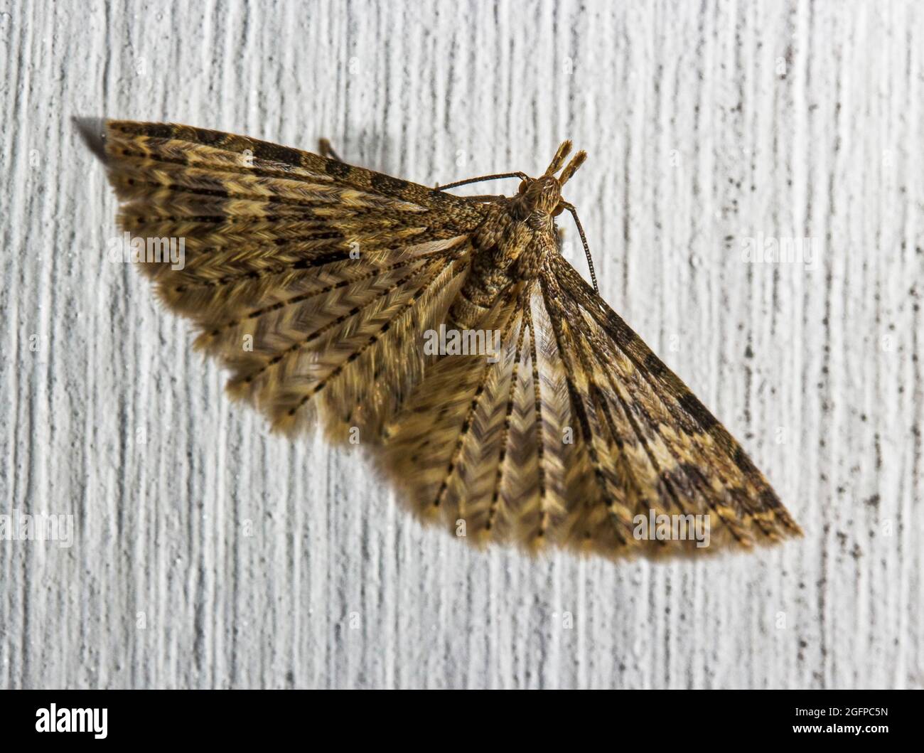 Alucita hexadactyla the twenty plume moth with outstretched wings Stock ...