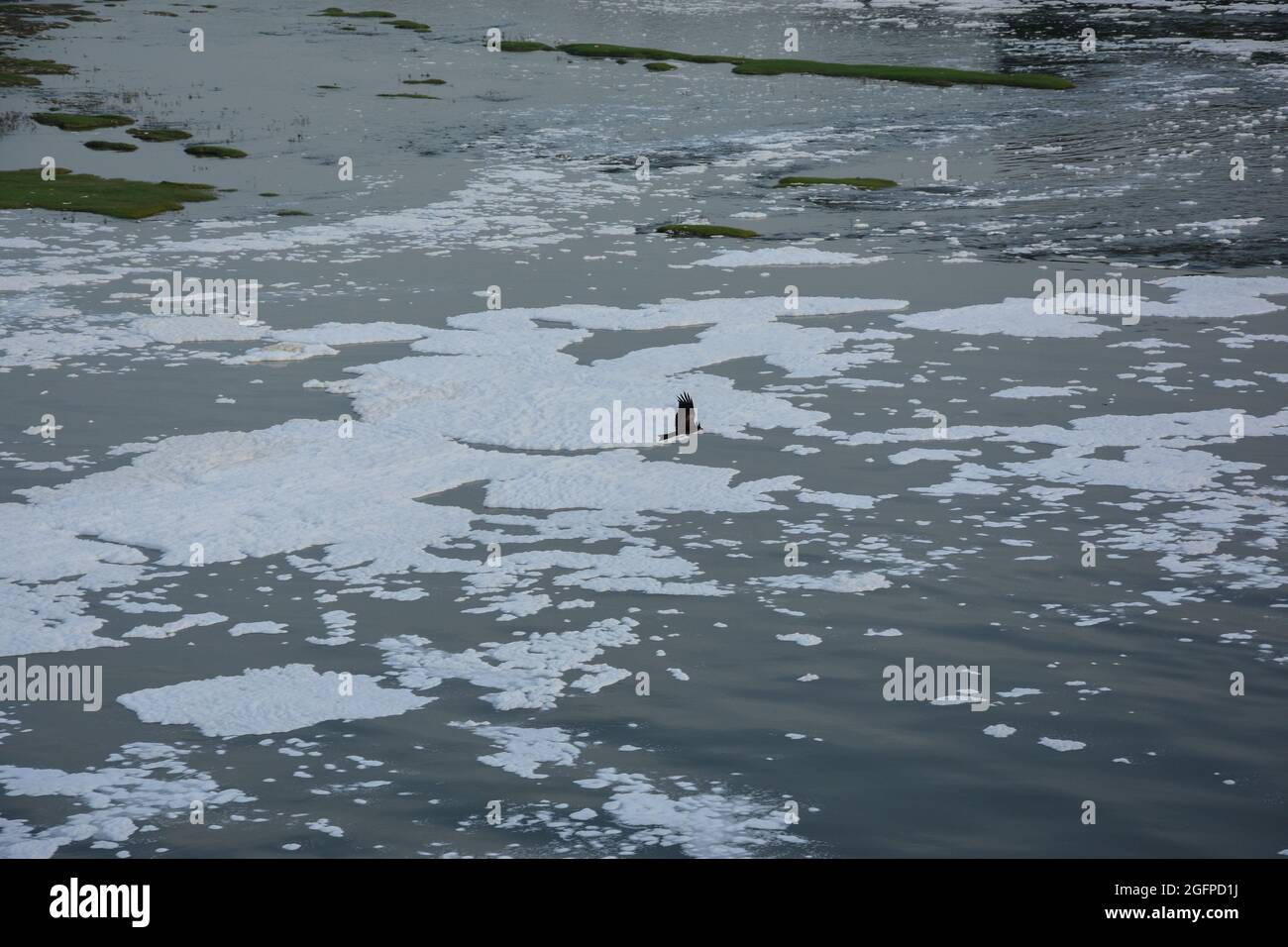 New Delhi, India. 26th Aug, 2021. The heavily polluted waters of Yamuna ...