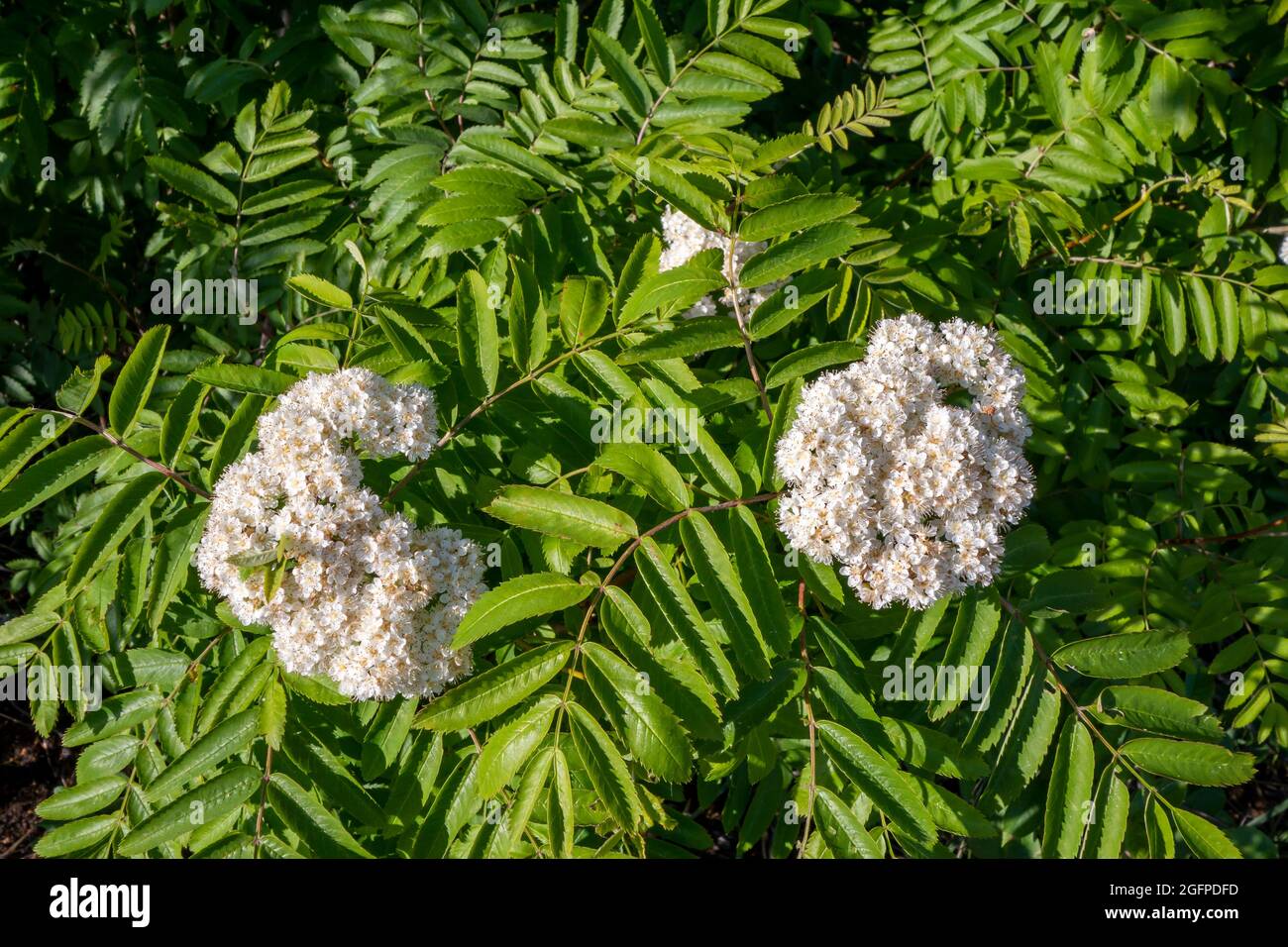 Rowan blossom close-up, beautiful spring landscape photo Stock Photo ...