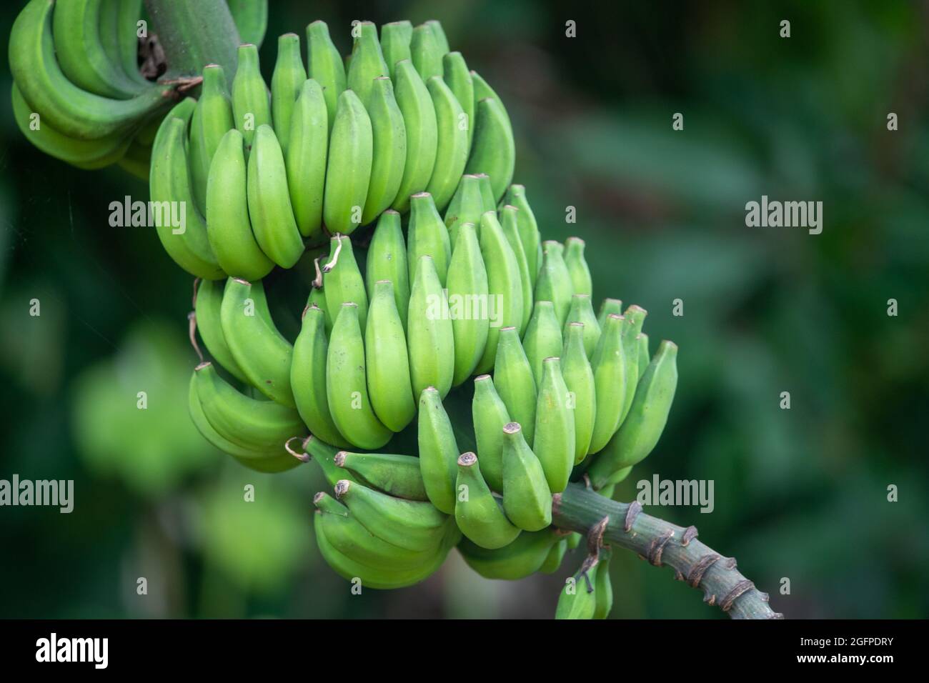 Puerto rico food plantain hi-res stock photography and images - Alamy