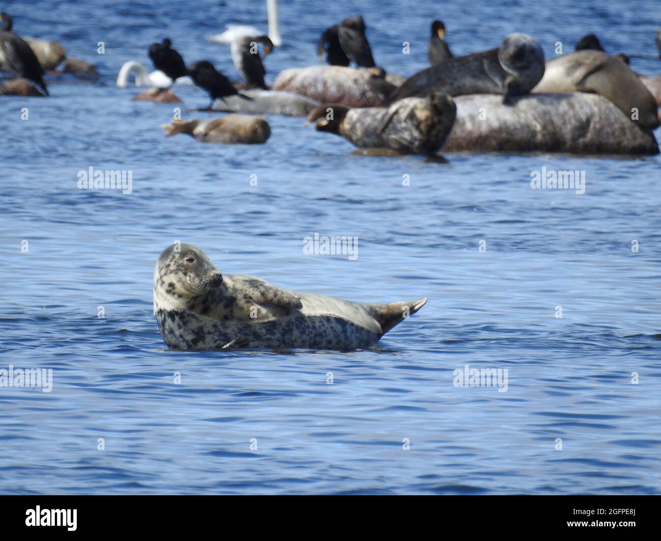 Shallow focus of a sea lion floating in the sea Stock Photo - Alamy