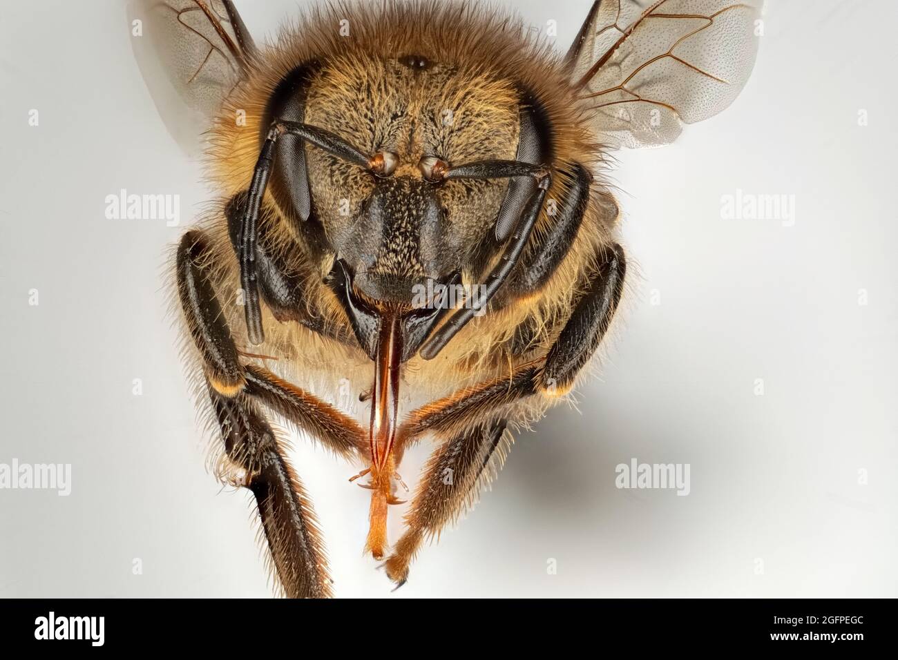 Portrait of a bee Stock Photo - Alamy