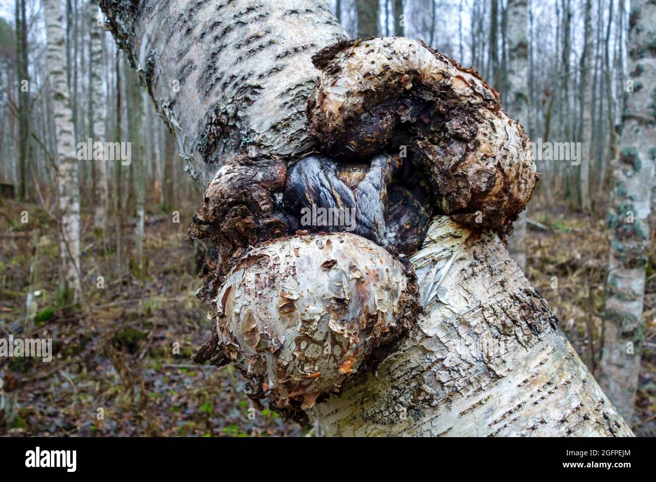 Suvel disease on a birch tree, close-up Stock Photo - Alamy