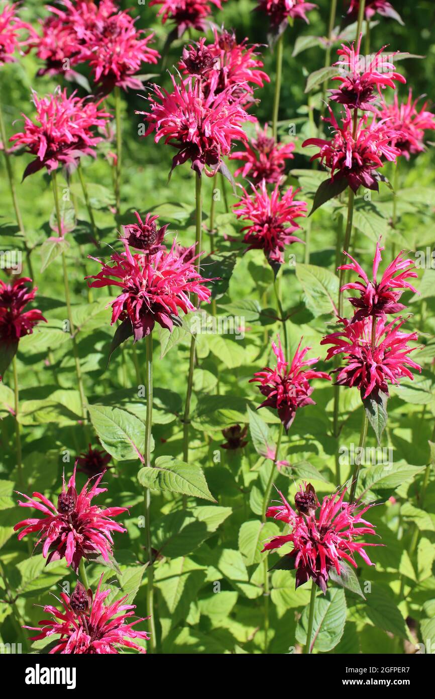 Bergamot blooms beautifully in the garden, is used as an aromatic ...