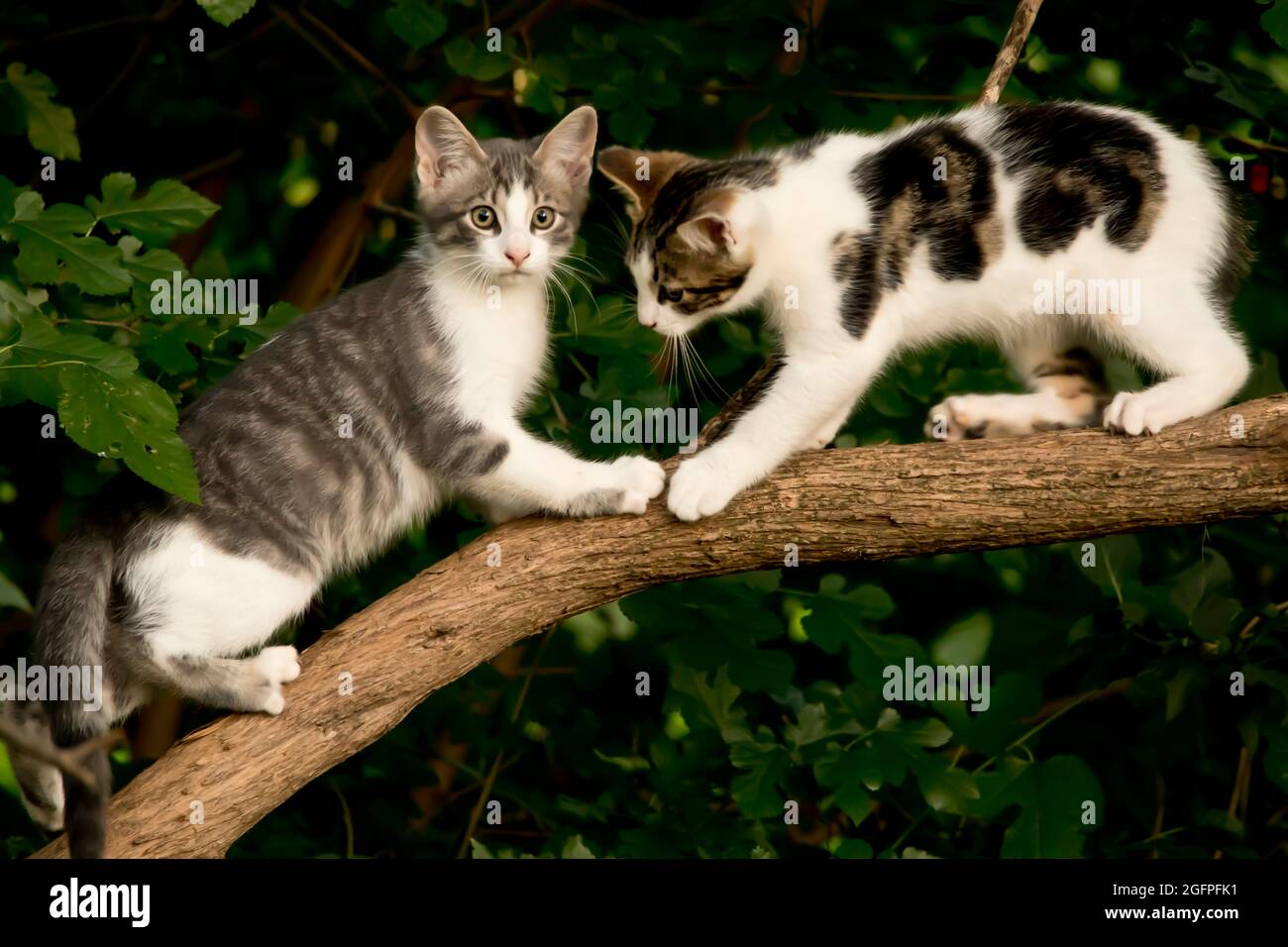 Cute kittens playing outdoor hi-res stock photography and images - Alamy