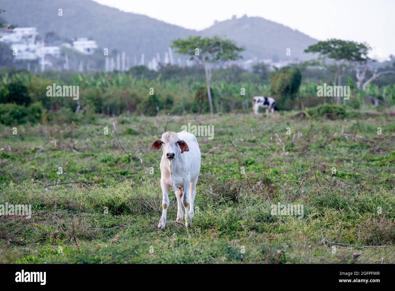 A white cow stands in an open field - Puerto Rico Stock Photo - Alamy