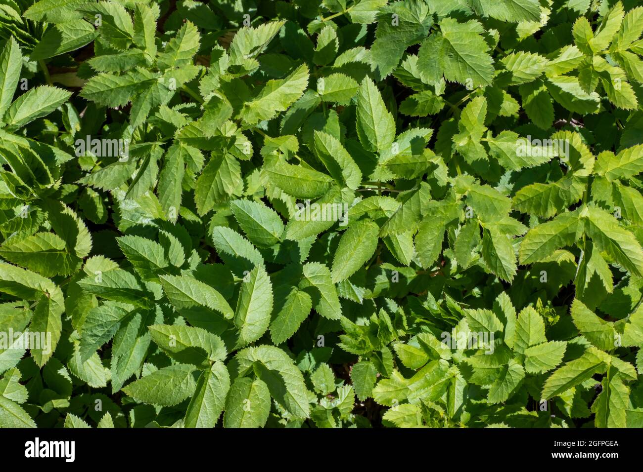 Grass Leaf Texture Close Up Green Natural Background For Design Stock 8583